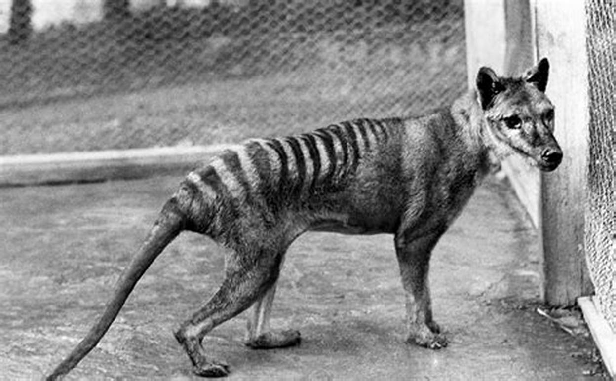 Vanishing Stripes: The Tragic Tale of the Tasmanian Tiger and Lessons ...